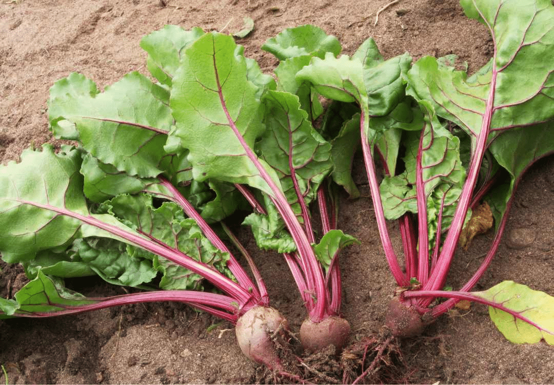What is Beetroot? Different Types Of Beetroot - Eat Your Beets
