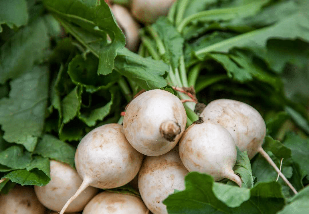 What is Beetroot? Different Types Of Beetroot - Eat Your Beets