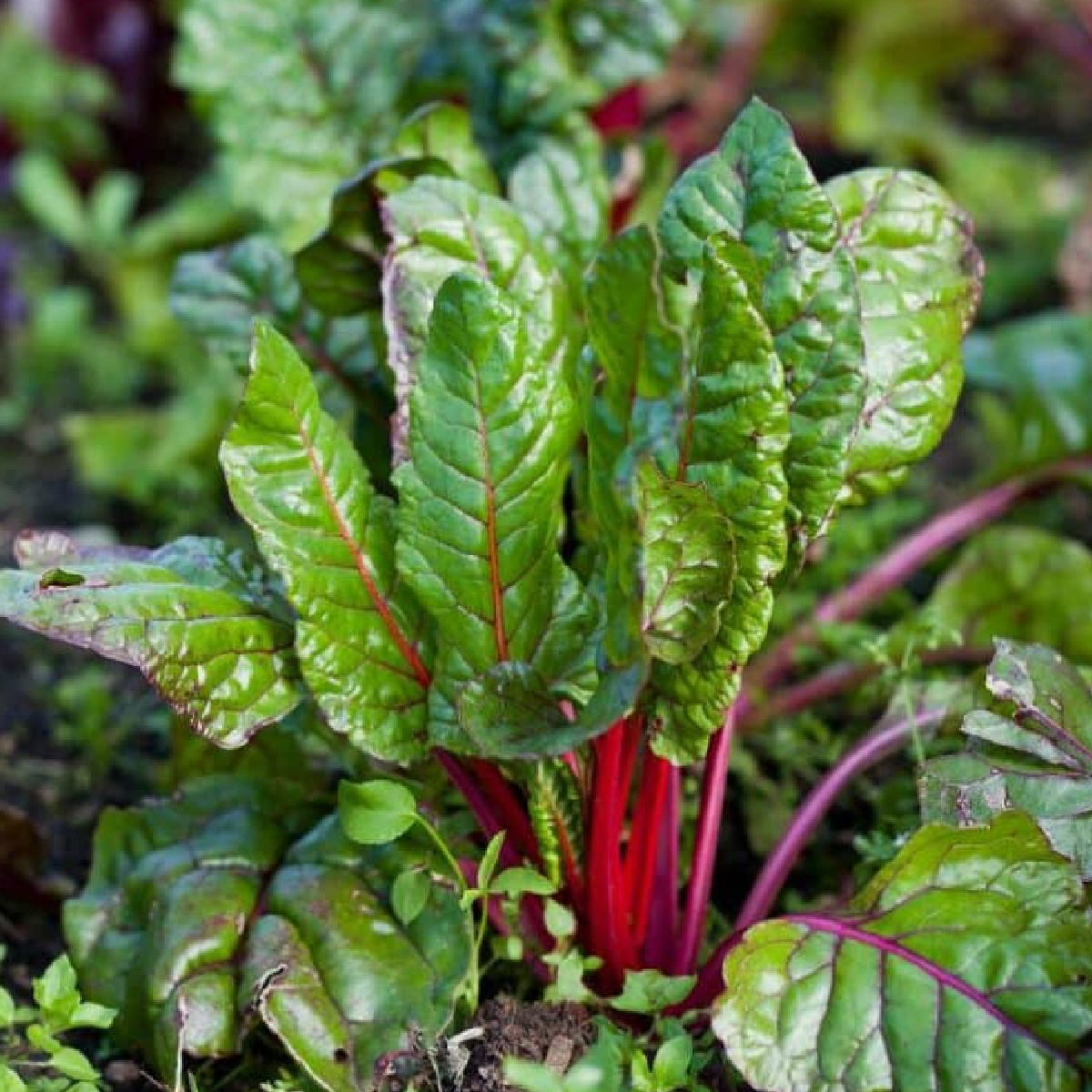 Red Beet Leaves