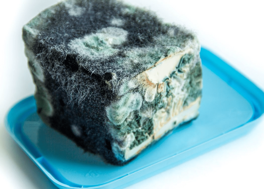 Does Brie Cheese Go Bad - Eat Your Beets