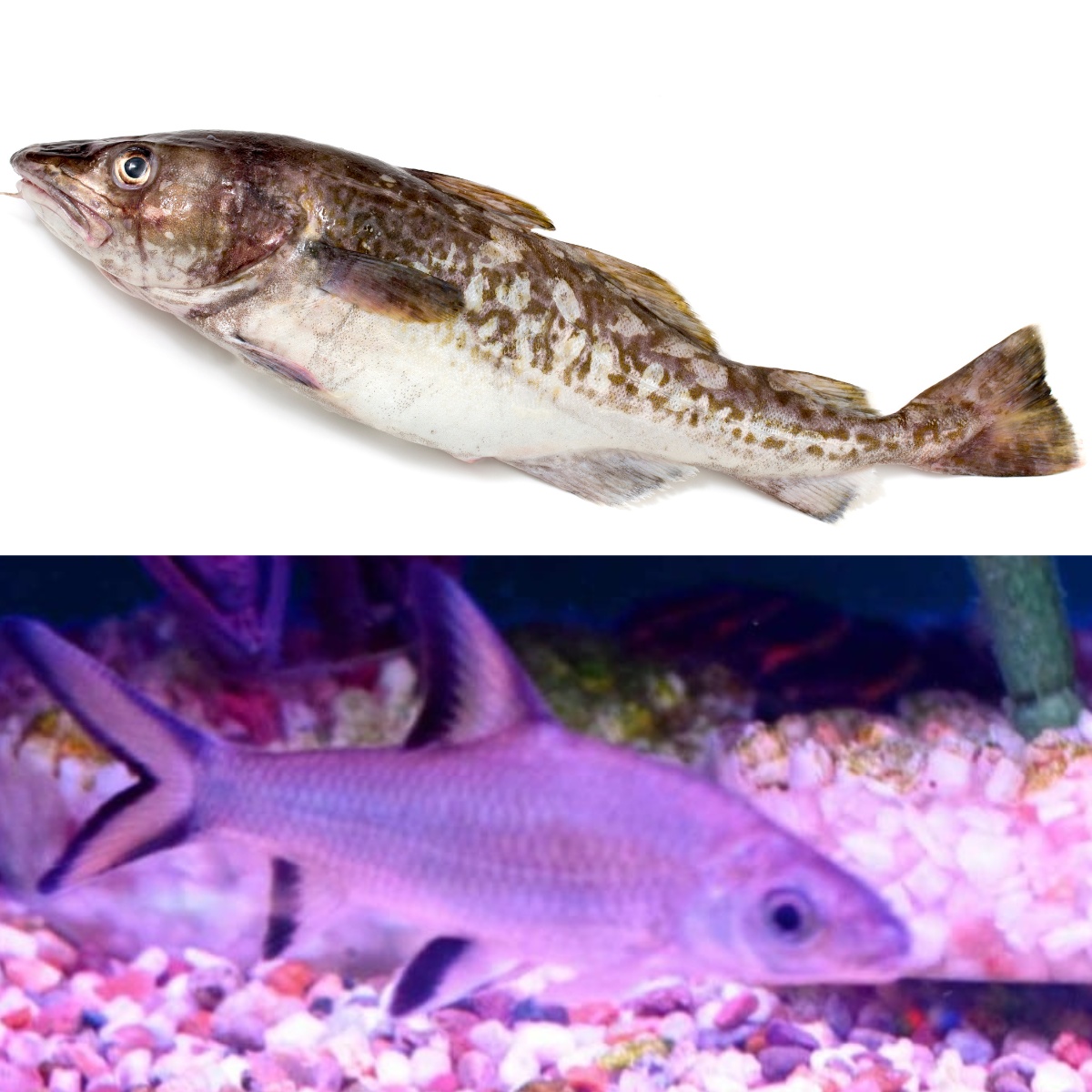 Haddock vs Cod - Eat Your Beets