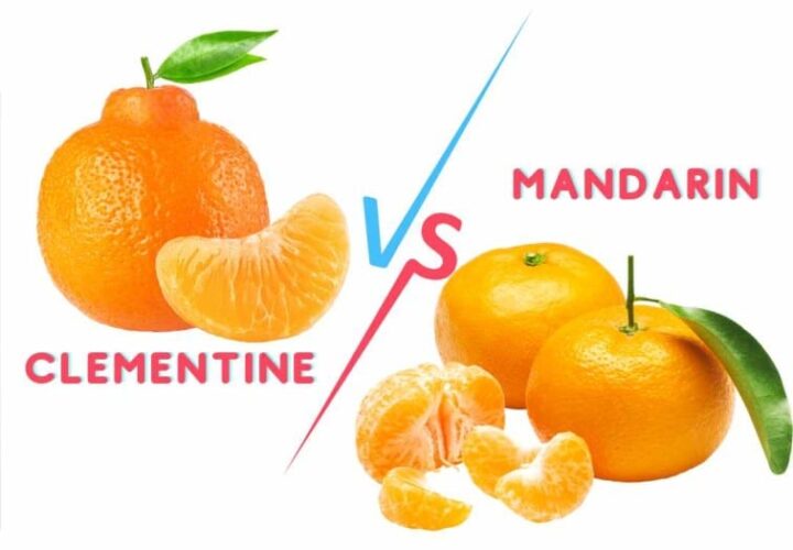 Clementine VS Mandarin Oranges: A Detailed Guide - Eat Your Beets