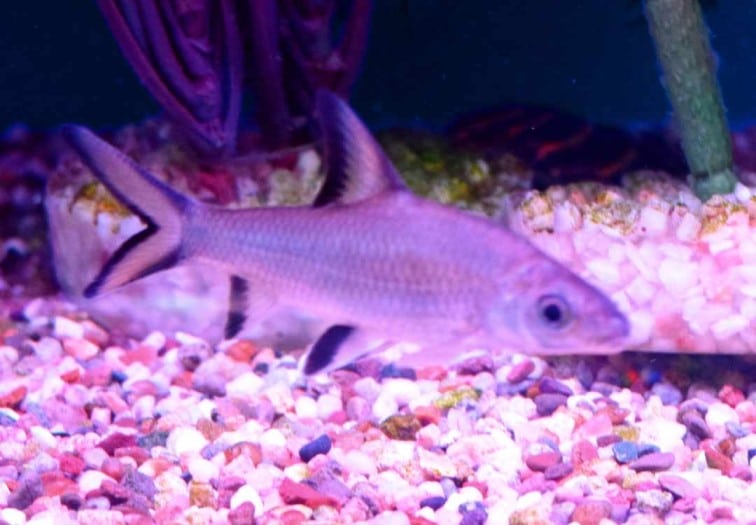 Haddock Vs Cod Eat Your Beets
