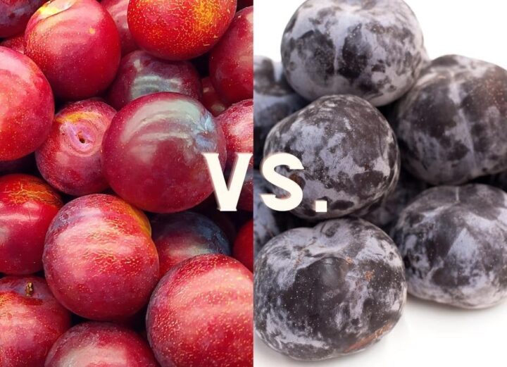 Red Plum vs Black Plum: A Detailed Guide - Eat Your Beets