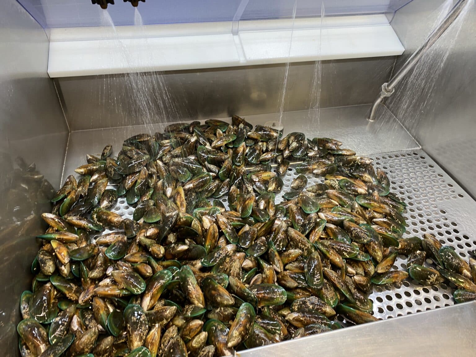 Green Mussels Vs Black Mussels - Eat Your Beets