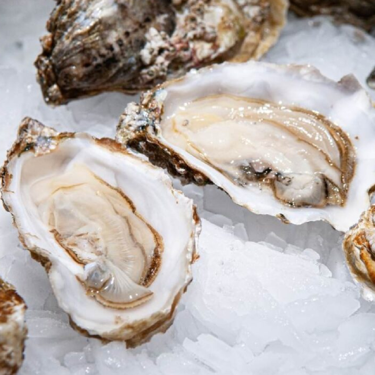 Can You Freeze Oysters - Eat Your Beets
